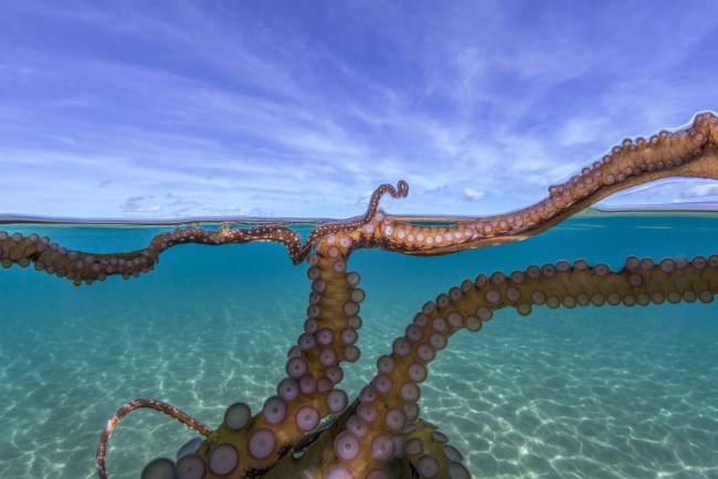 Biggest Octopus In The World