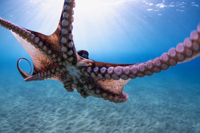 Get Kraken! Celebrate #WorldOctopusDay Oct 8 with Octonation | Waterway ...