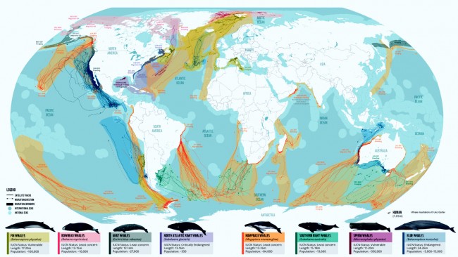 Map of whale migration “superhighways” might help save them from ...