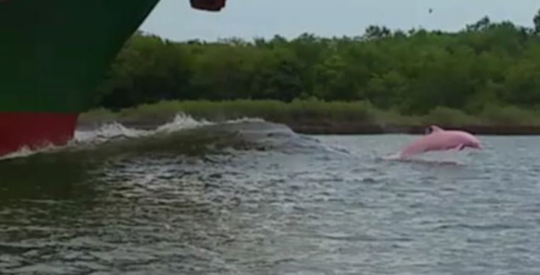 Rare pink dolphin, “Pinky” spotted playing in Louisiana ship channel ...