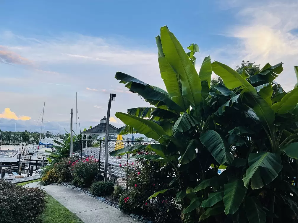 Waterway Guide | Spring Cove Marina - Solomons